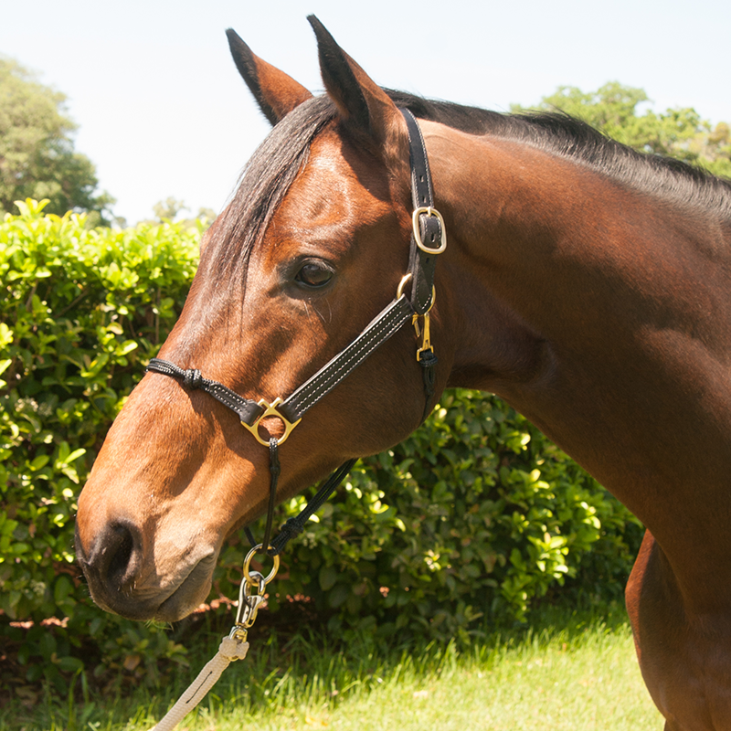 Hybrid Halter® Granted Patent – Greater Control Than Any Horse Halter ...