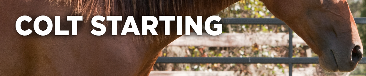 Colt Starting – The Horse Education Company Ltd