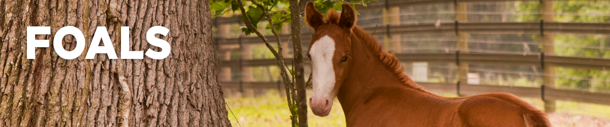 Foal – The Horse Education Company Ltd
