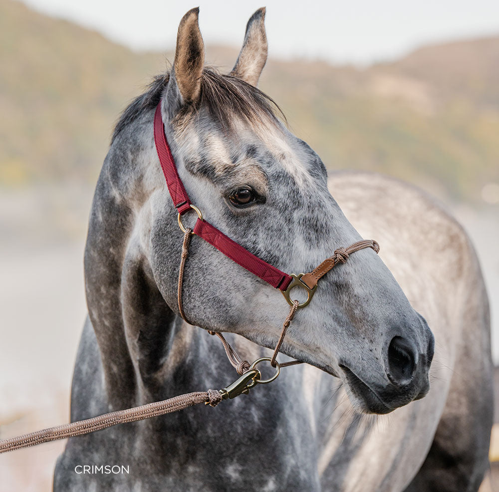 Hybrid Classic Nylon Halter – The Horse Education Company Ltd